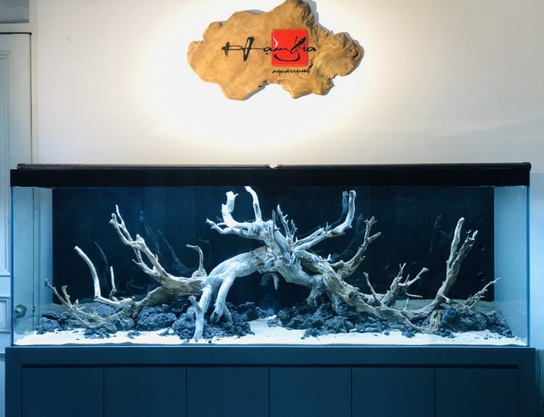 Hướng dẫn setup bể thủy sinh đẹp 2023 - Phạm Gia Aqua